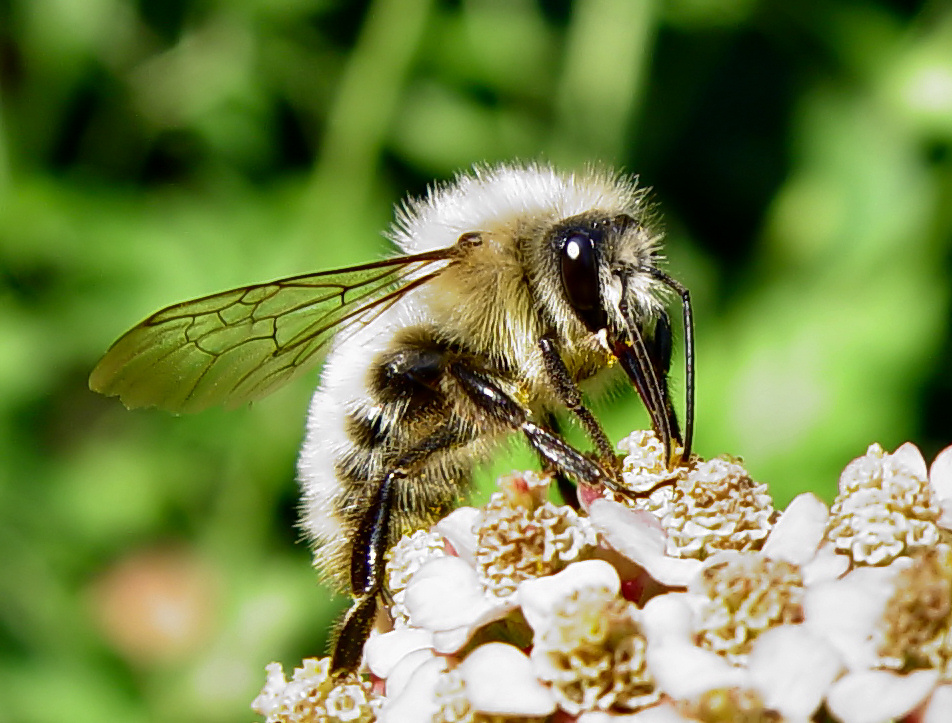 As Busy as a Bee – Similes – English with a Smile