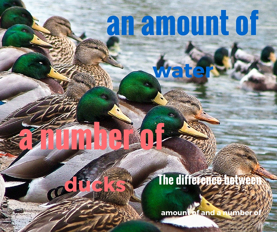 The Difference Between Number of and Amount of – English with a Smile