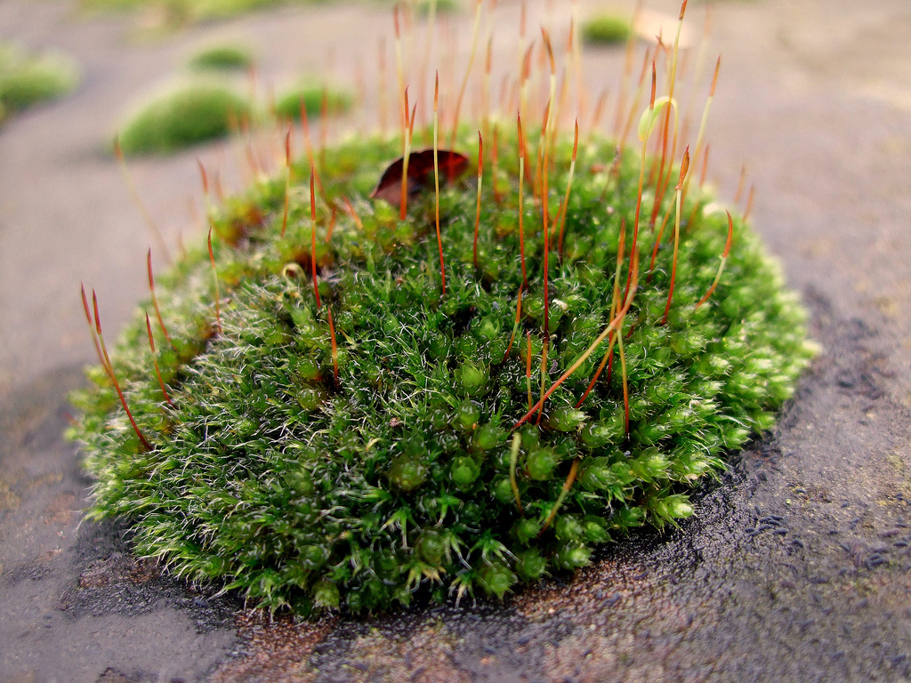 Poetry Line-to-Line Reading: To Autumn by John Keats – English with a Smile