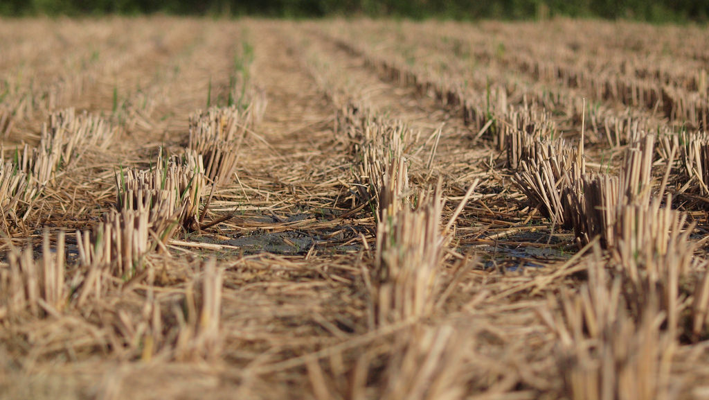 Poetry Line-to-Line Reading: To Autumn by John Keats – English with a Smile